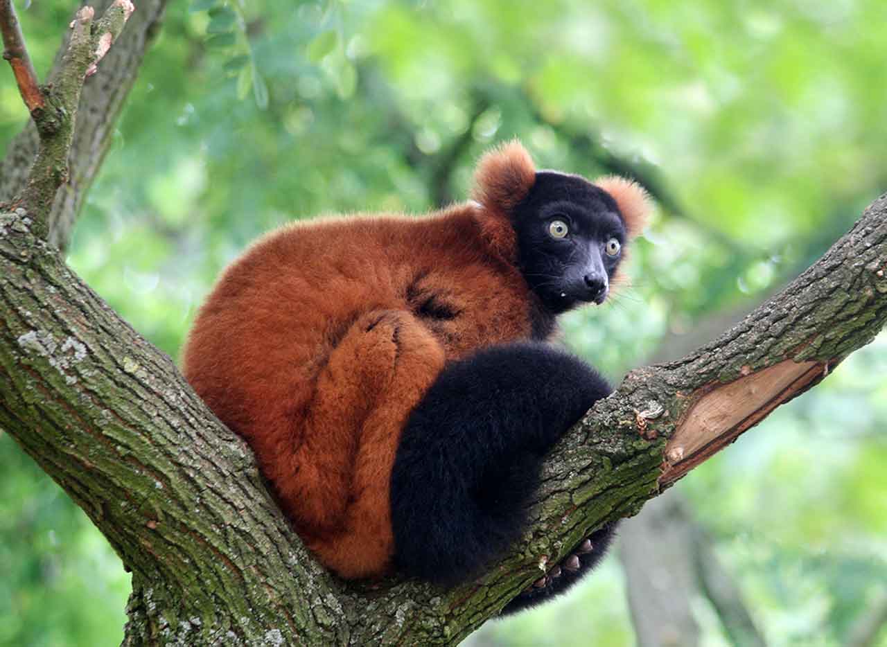 ARTIS Amsterdam Royal Zoo: Eintritt, Öffnungszeiten & Infos